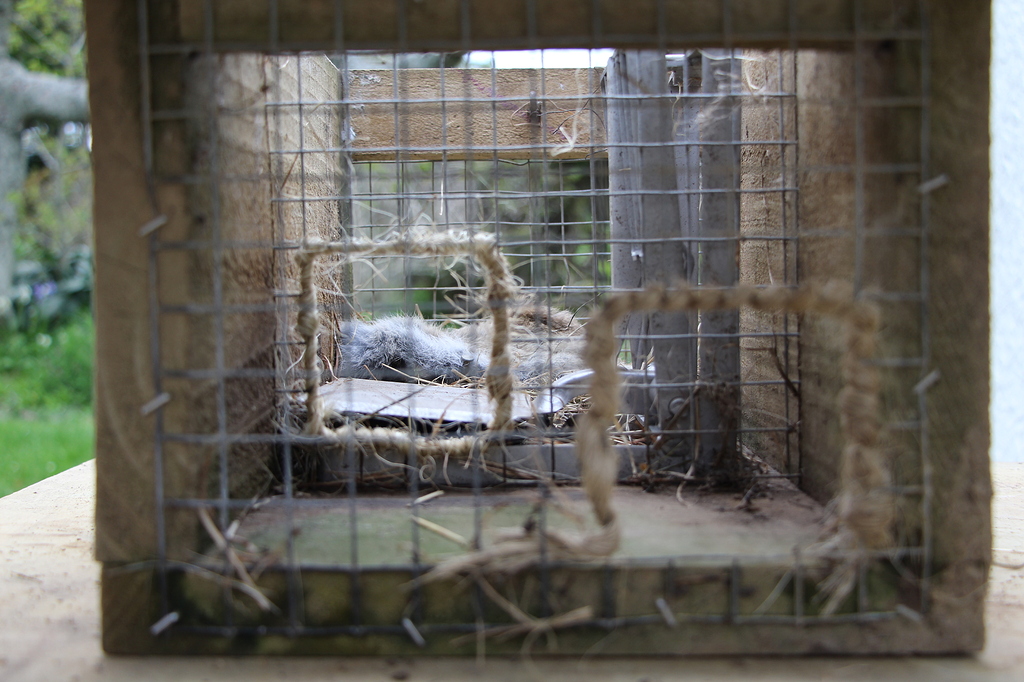 Trapping Smarter "bait presentation" - Predator Control strategy - TRAP ...