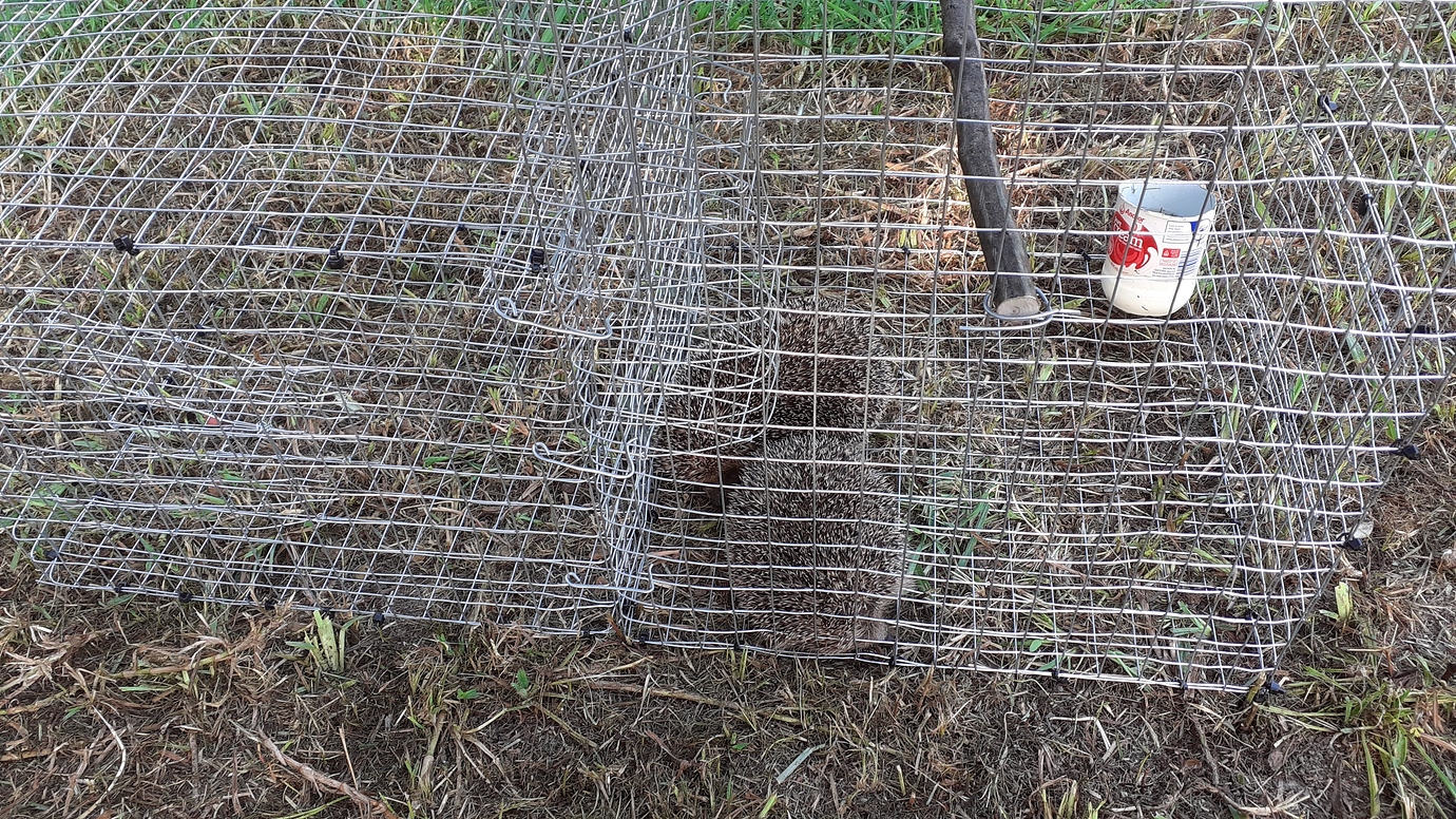 Trapping Myna Birds - Predator Control strategy - TRAP.NZ Forums