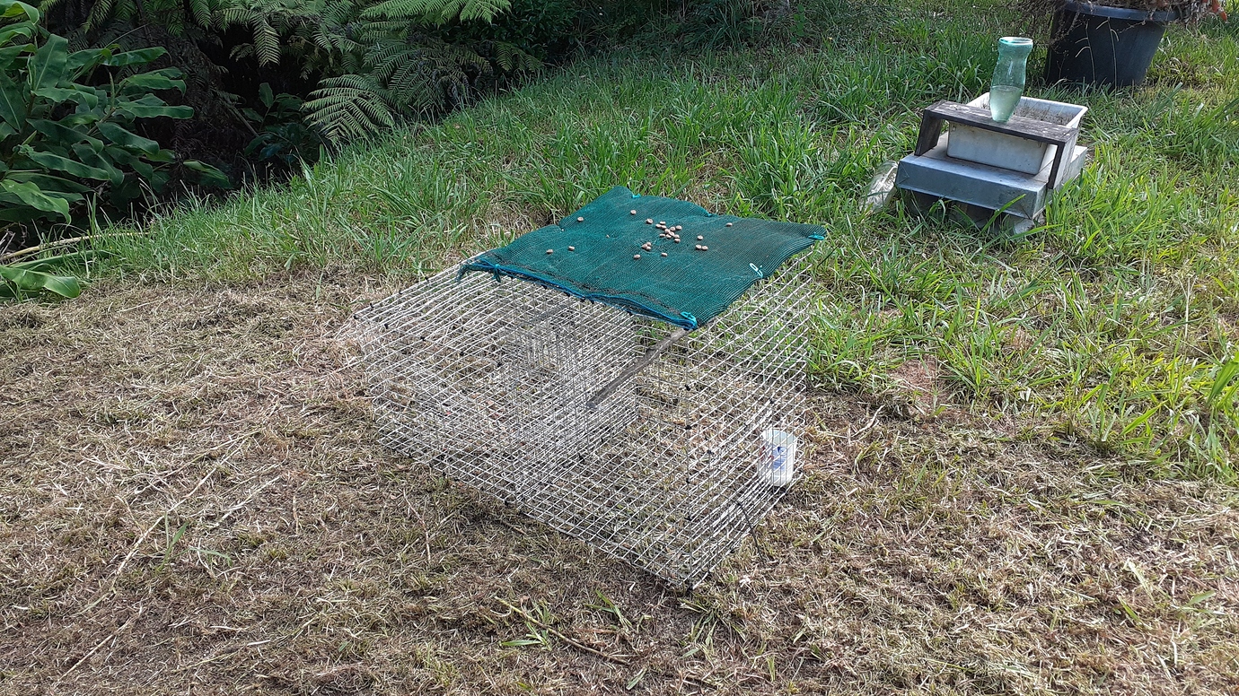Trapping Myna Birds - Predator Control strategy - TRAP.NZ Forums
