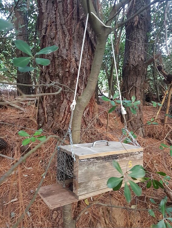 Traps: What works and what doesn't - Predator Control strategy - TRAP ...