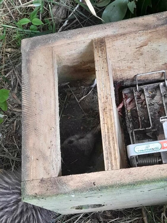 Making DOC type Trap boxes safer for Kiwi - Tips and Tricks from other ...
